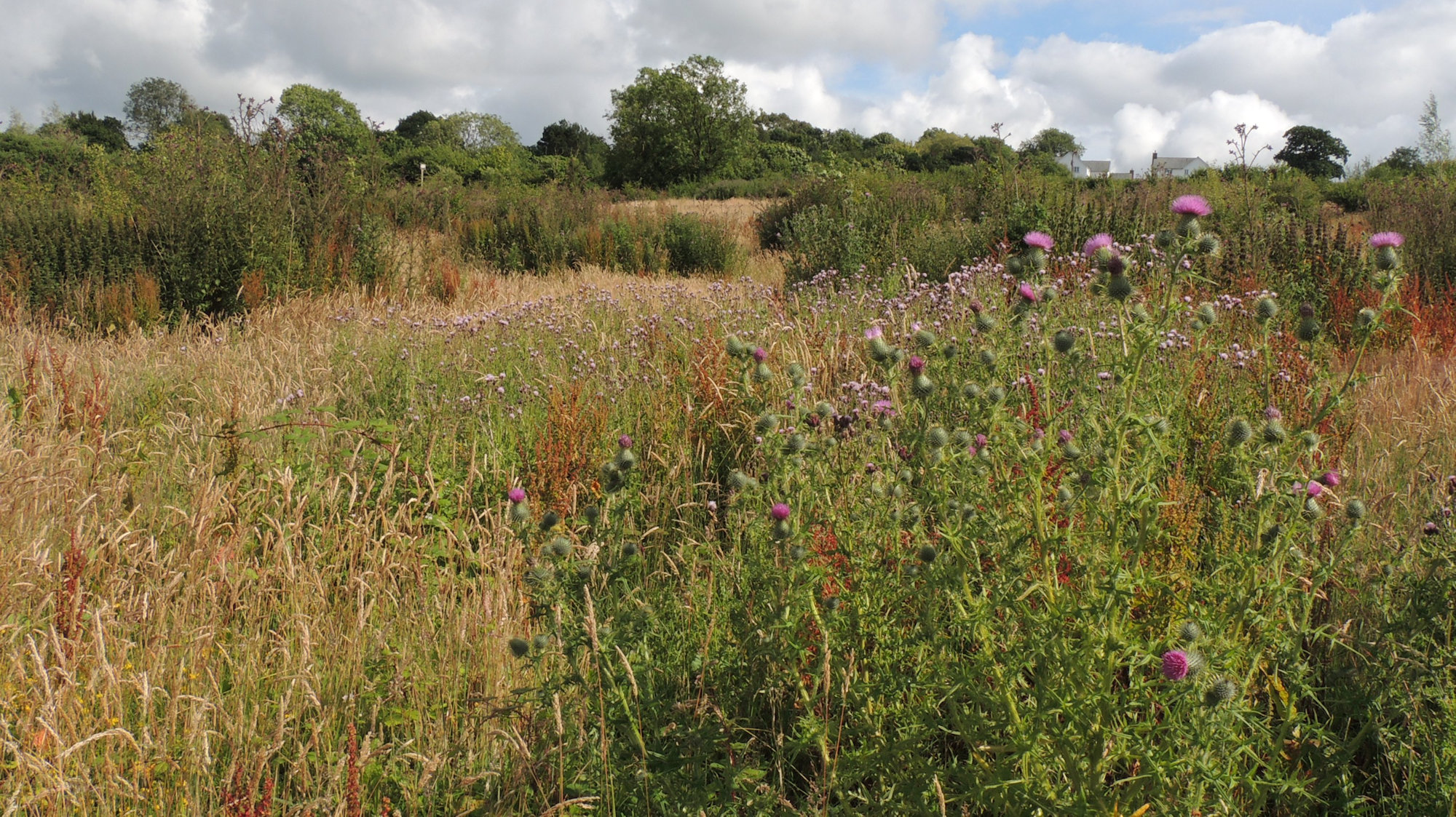 Rewilding Presentation - Roborough Rewilders