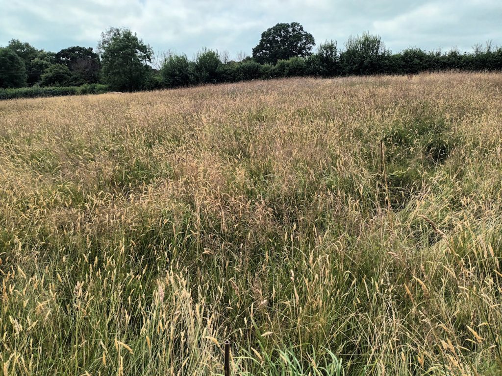 Rewilding a one acre field, here's what we did - Roborough Rewilders